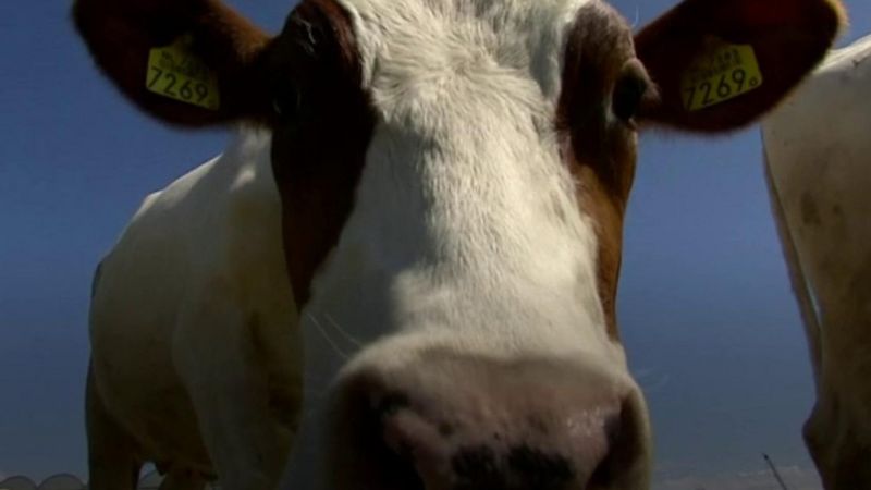 Russian cows get VR headsets 'to reduce anxiety' - BBC News
