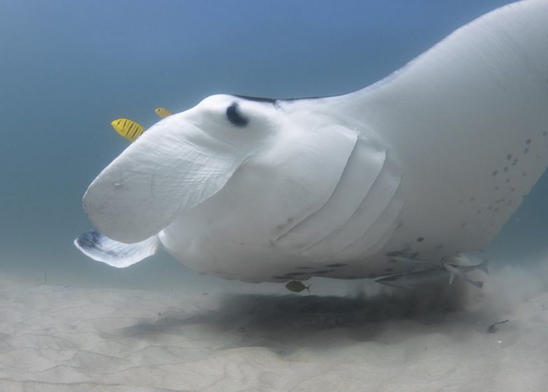 Freckles the manta ray 'doing well' after being freed from hooks - BBC News