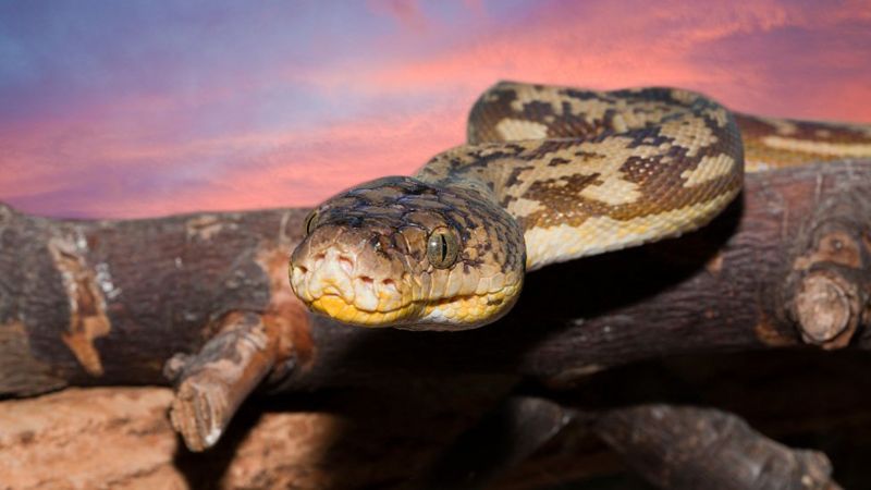 Indonesian woman's body found inside python, say reports - BBC News