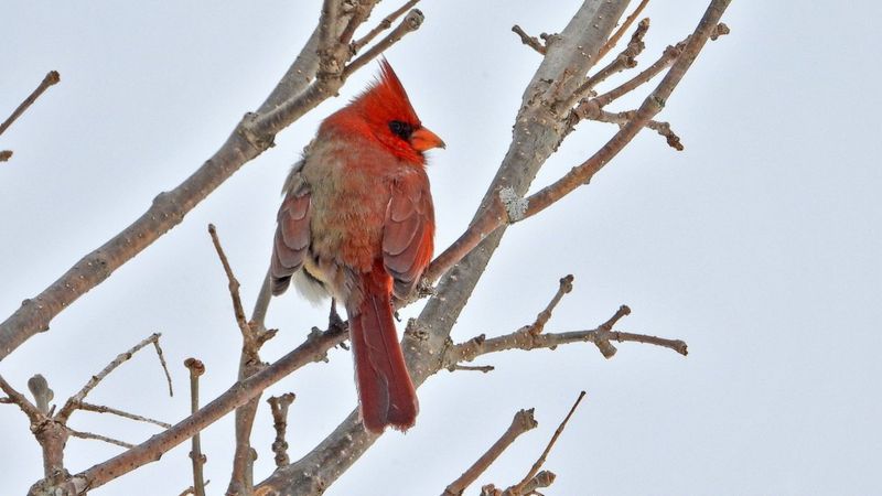 Rare bird: 'Half-male, half-female' cardinal snapped in Pennsylvania ...
