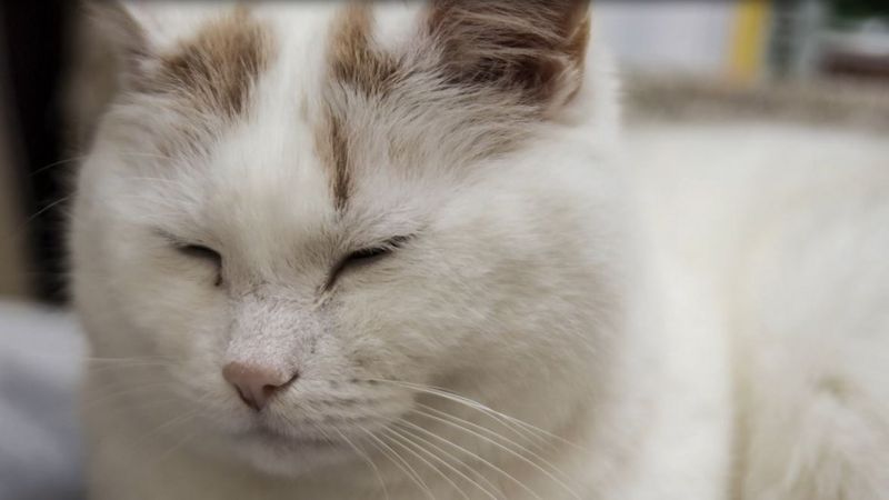 Cat of The Year Awards: Inspiring tails of the UK's finest felines ...