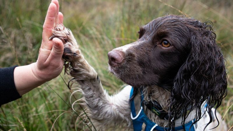 North York Moors sniffer dog helps detect endangered water voles - BBC News