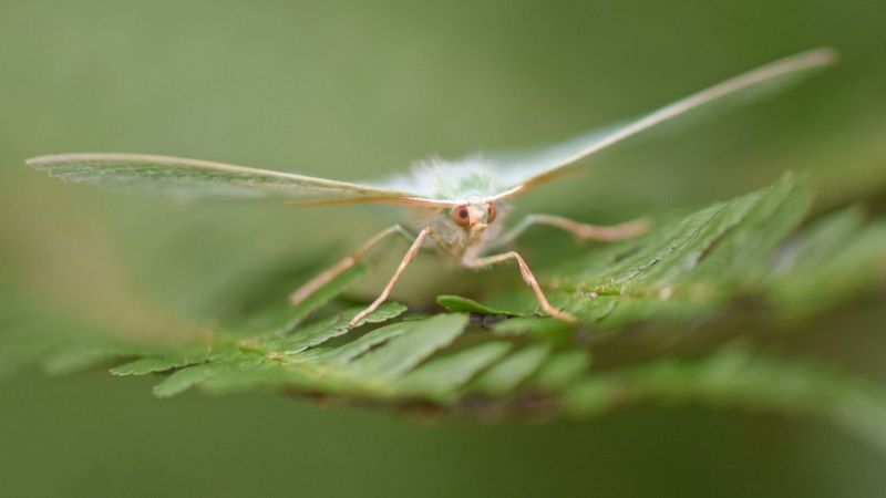 Beastie joys: Photographer's love of Scottish bug life - BBC News