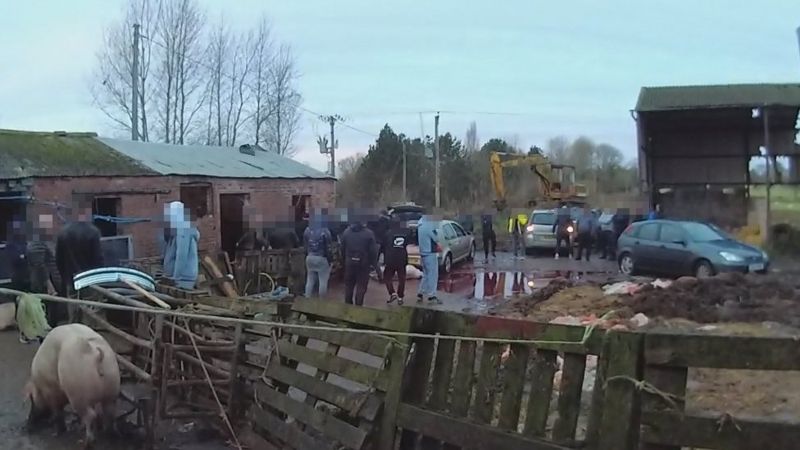 Farmer fined over cruel and illegal pig slaughters - BBC News
