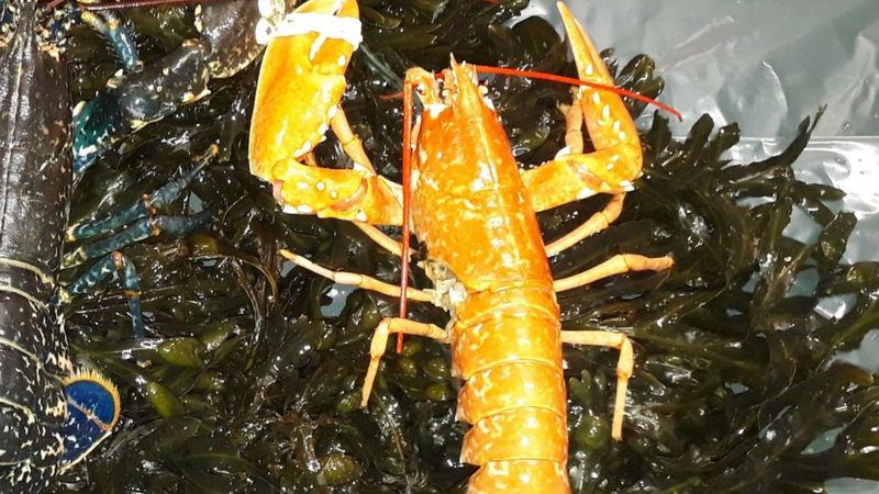Rare orange lobster gets new home - BBC News