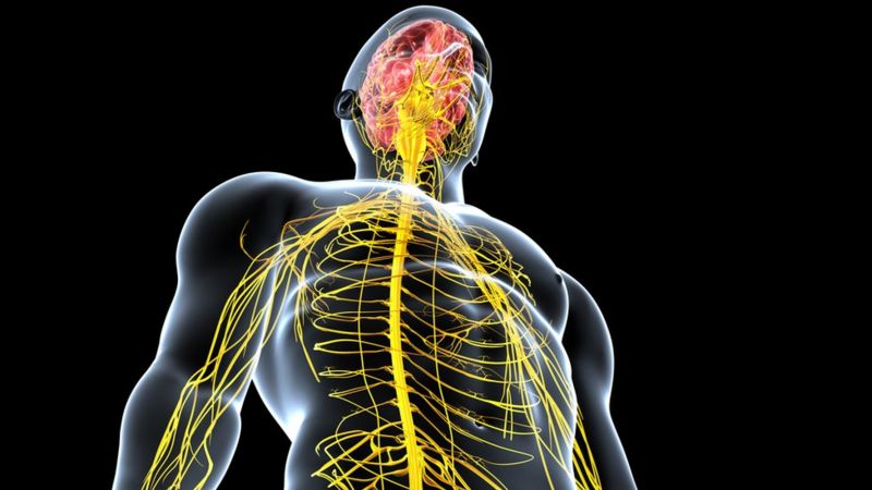 Drug therapy 'restores breathing' after spinal injury - BBC News