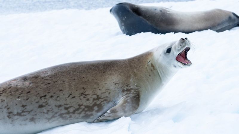 The Antarctic and Arctic sounds rarely heard before - BBC News