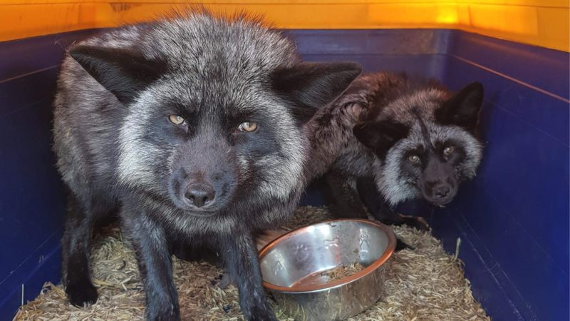 Barry: Rare black fox spotted roaming the streets - BBC News