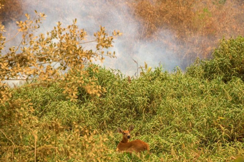 Forest fires devastate Brazil's Pantanal tropical wetlands - BBC News
