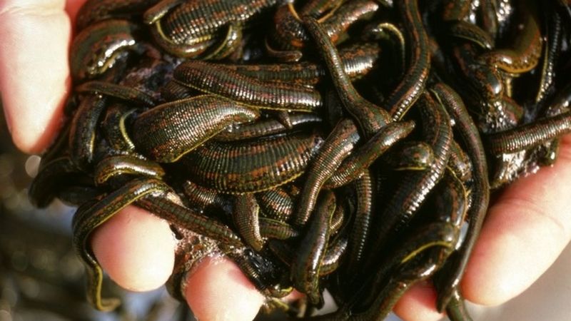 Welsh-farmed leeches 'saved thousands of toes' - BBC News