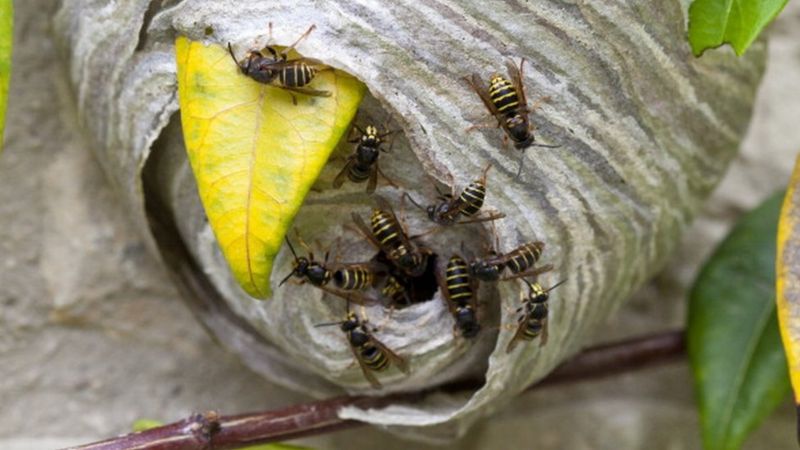 What to do if you're attacked by a swarm of wasps - BBC News