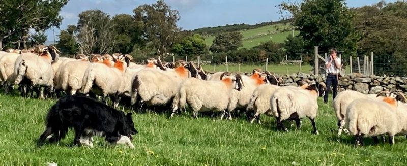 World Sheepdog Trials: Fifteen-year-old 'well fit' for competition ...