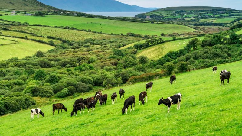 More land being farmed in Northern Ireland, census shows - BBC News