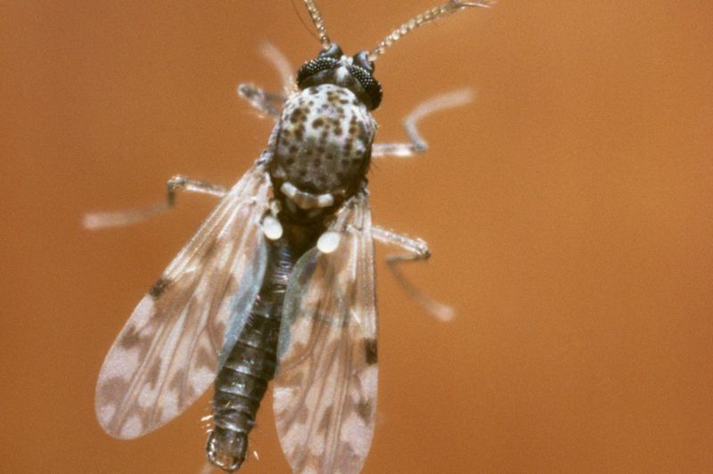 Hillwalker's Cairngorm midge film goes viral - BBC News