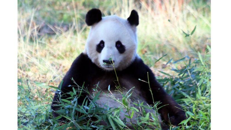 Giant Pandas: Scotland's favourite panda pair to stay for two more ...