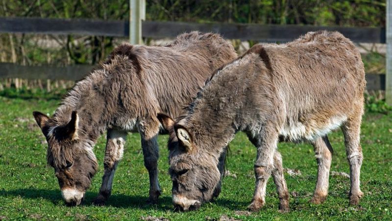 Conservation: World's first donkey embryo created - BBC Newsround