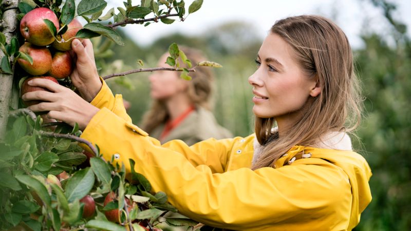 'Apple nerds' wanted to find Luton's lost orchards - BBC News