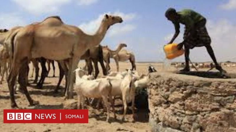 Nin Soomaali oo celiyay geel uu dhacay 33 sanno ka hor - BBC News Somali