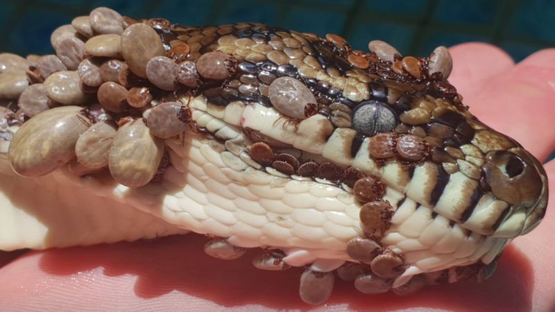Python covered with more than 500 ticks rescued in Australia - BBC News