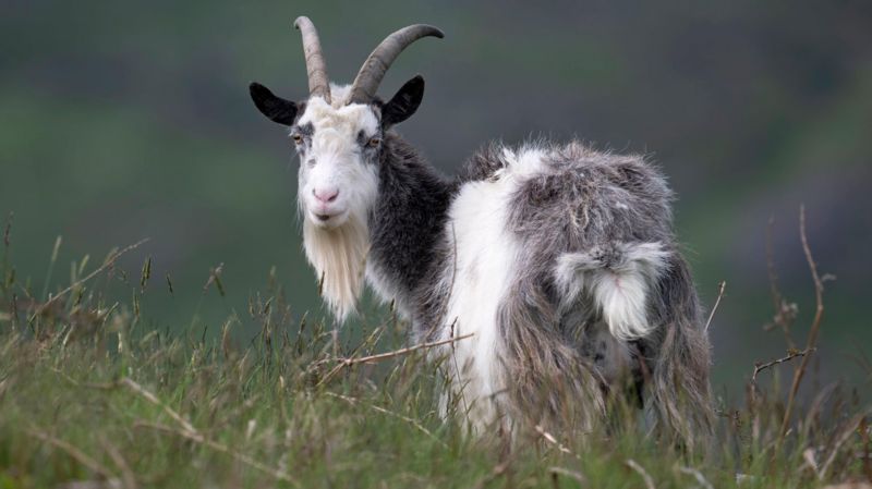 Ancient Cheviot goat added to rare breeds list - BBC Newsround