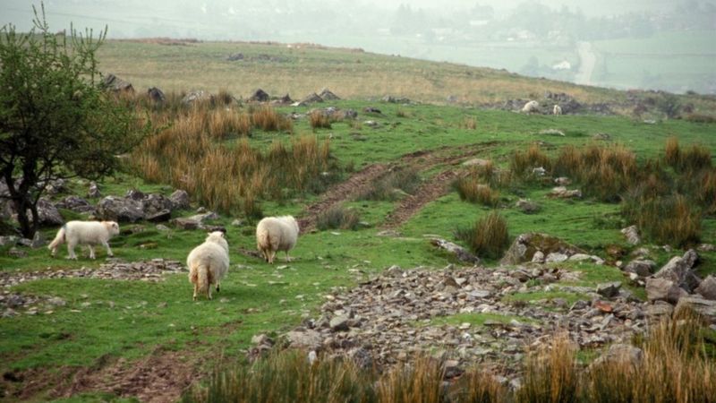 Snowdonia Hawkweed: 'One of most threatened in the world' - BBC News
