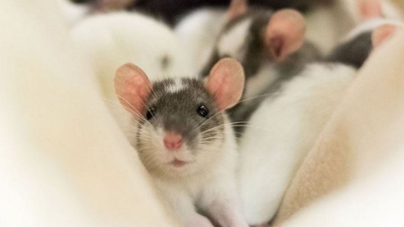 Godmanchester's Wood Green mass rat rehoming plea after 219 arrive ...