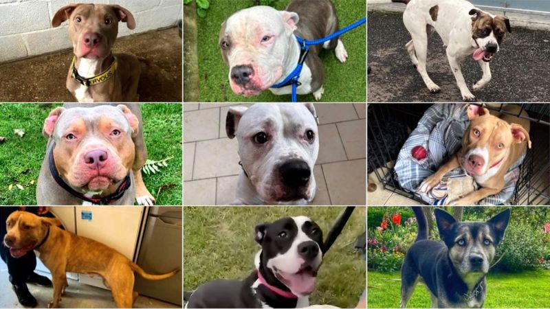 American bully XLs: Pounds 'killing up to eight dogs a day' - BBC News