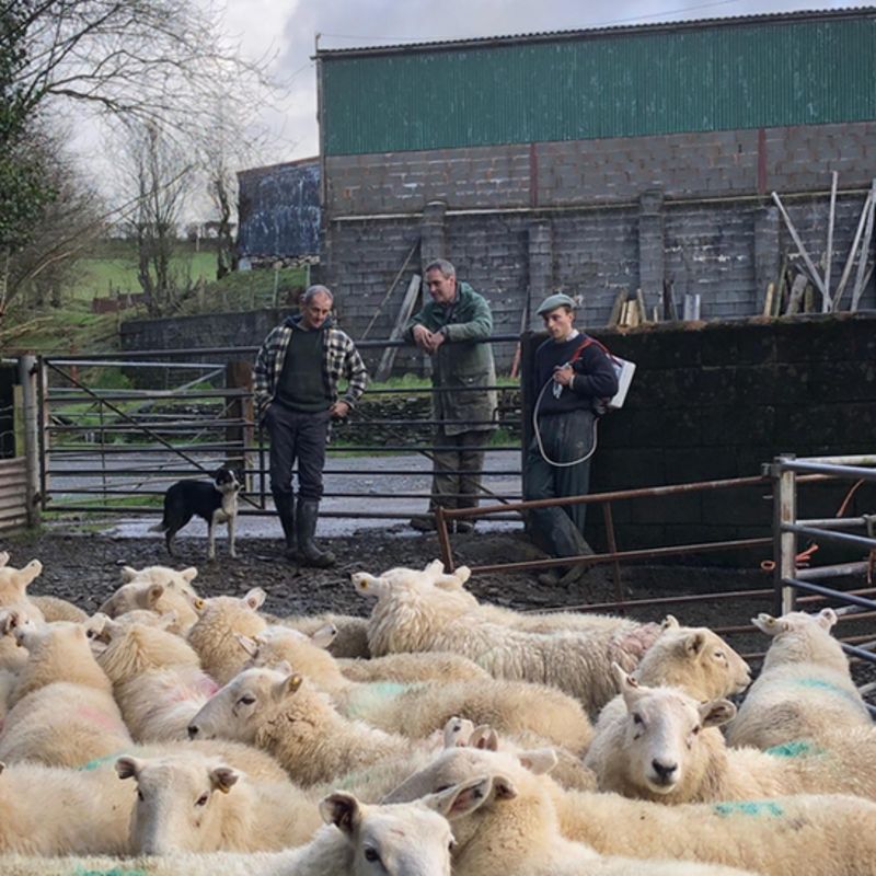 Yr athronydd o Rydychen sy'n dysgu ffermio yng Nghymru - BBC Cymru Fyw