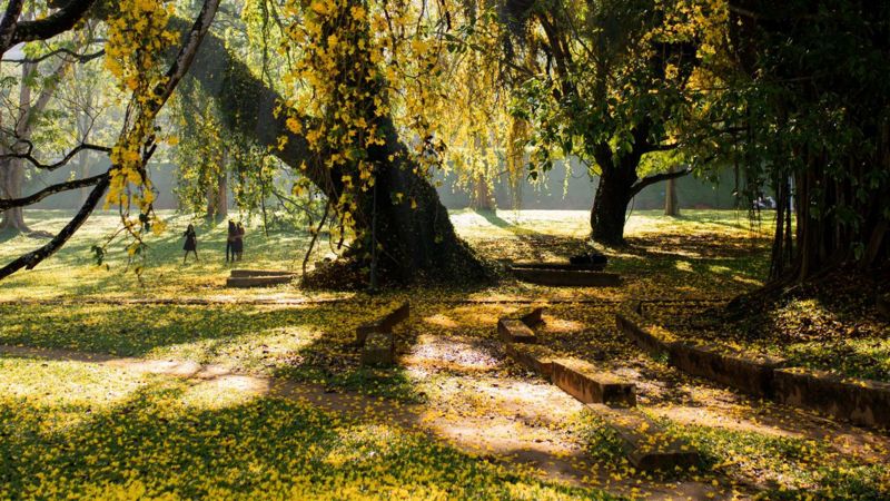 පේරාදෙණිය සරසවිය රන්වන් පැහැයෙන් හැඩ කළ මල් වැල් ලංකාවට ආවේ කොහොමද ...