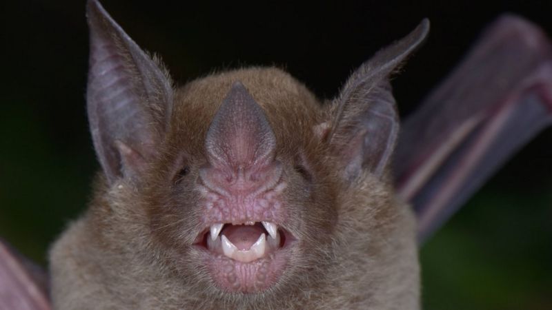 Los animales que se creían extintos hallados en la "Ciudad perdida del ...