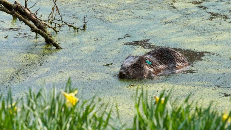 Beavers released in Yorkshire anti-flooding trial - BBC News