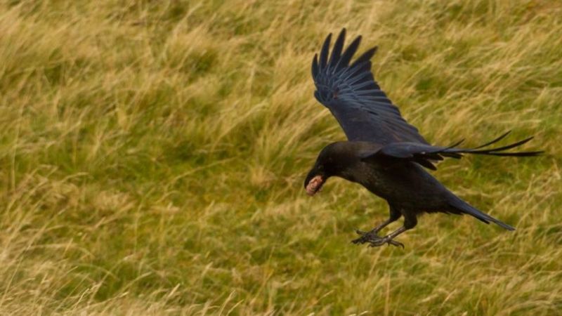 First documented breeding ravens in Suffolk 'in 138 years' - BBC News