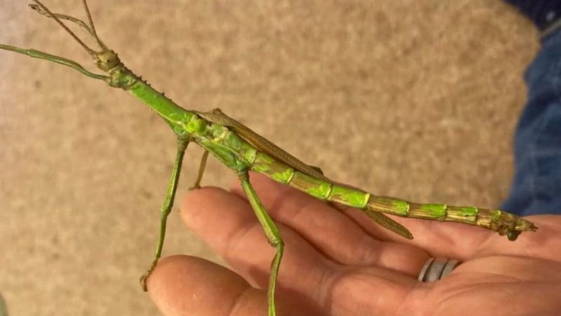 Natural History Museum confirms stick insect is male and female - BBC News