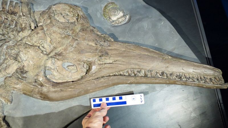 'Sea dragon' fossil is 'largest on record' - BBC News