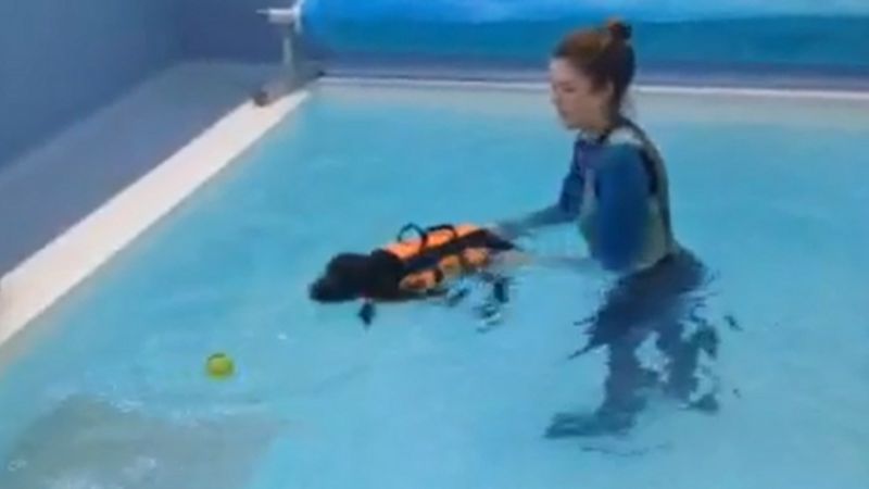 Dam plunge dog wins PDSA Pet Survivor of the Year 2016 - BBC News