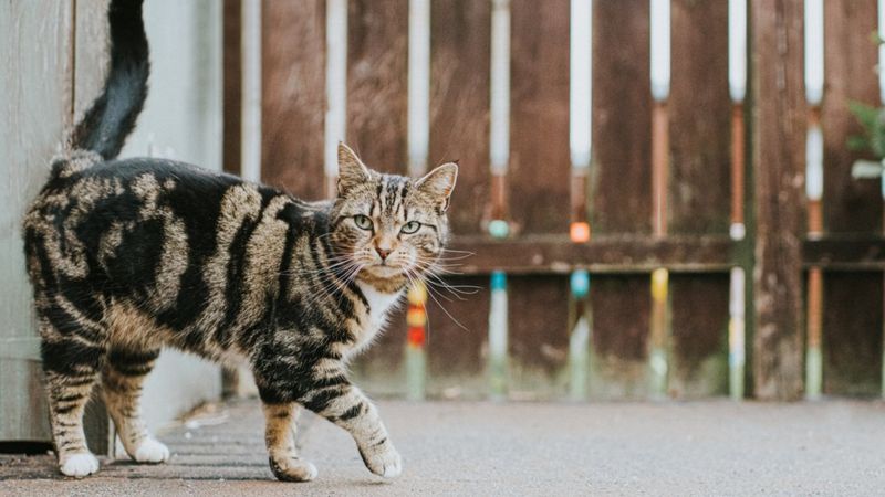 How did tabby cats get their stripes? It's all in their genes! - BBC ...