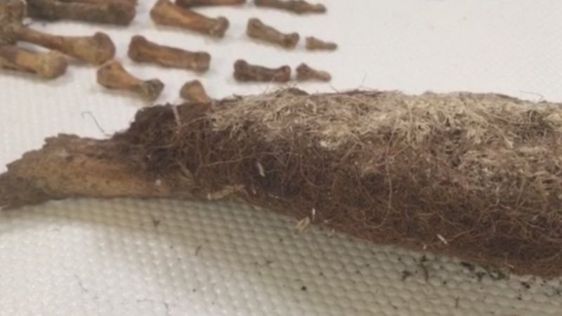 Northumberland Bronze Age skeleton: Whose bones are these? - BBC News