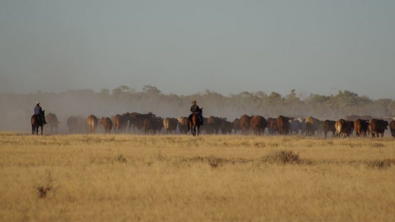 New bid for the Kidman estate, Australia's largest cattle farm - BBC News