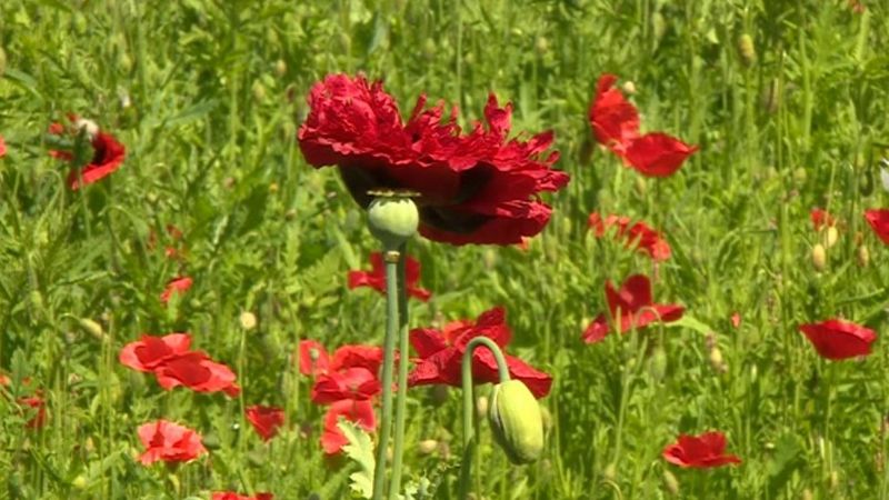 Centenary marked with 100 poppy varieties - BBC News