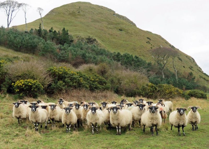 Your pictures of Scotland: 10-17 March - BBC News