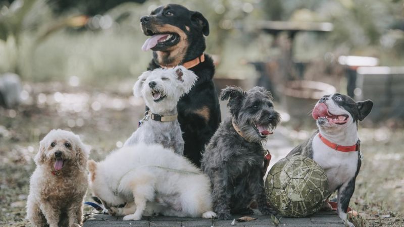People choose their dogs according to their own personality, say Kennel ...