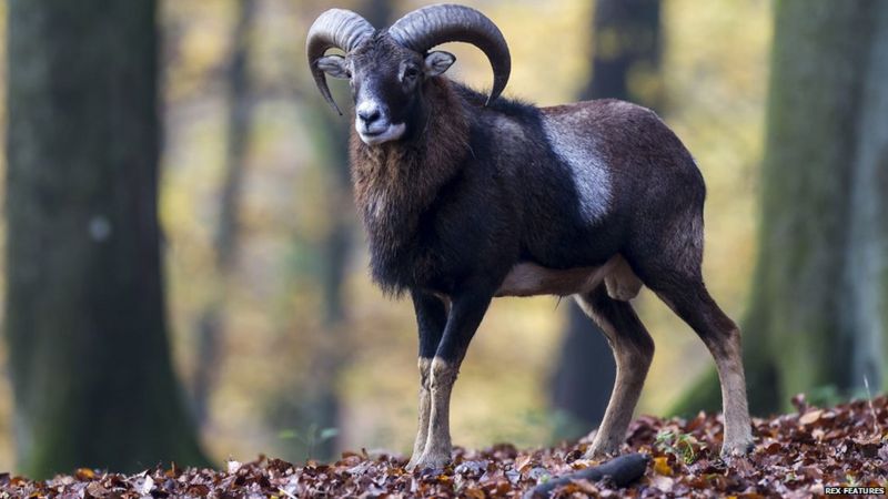 The big business of trophy hunting in Iran - BBC News