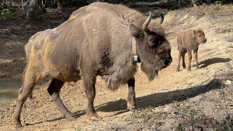 Canterbury: Blean bison calf born at rewilding project turns one - BBC News