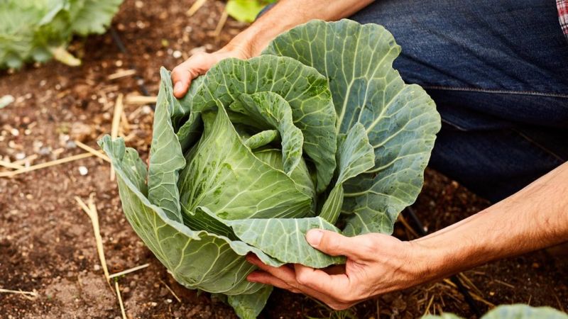 How the humble cabbage can stop cancers - BBC News