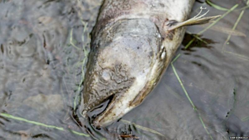 Tossing dead salmon is good for plants - BBC News