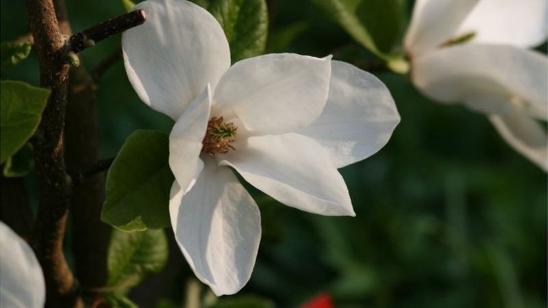 EK Janaki Ammal: The 'nomad' flower scientist India forgot - BBC News