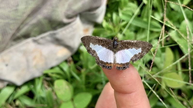 Scientists identify butterflies 'most at risk' from climate change ...