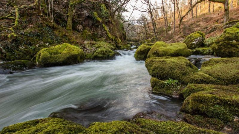 Forest planting: Plan for trees across 'length of Wales' - BBC News
