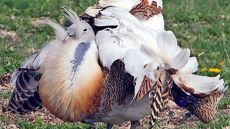 Great bustards 'establishing' in the UK - BBC News