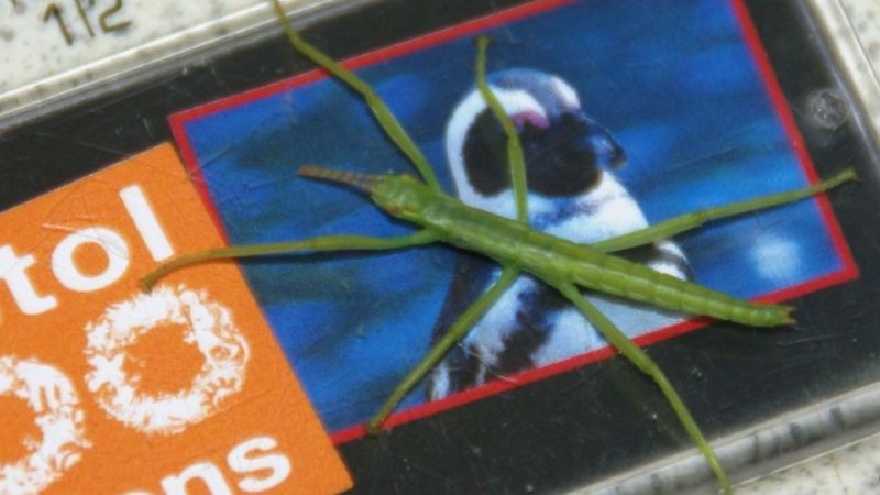 Rare stick insects hatch at Bristol Zoo - BBC News